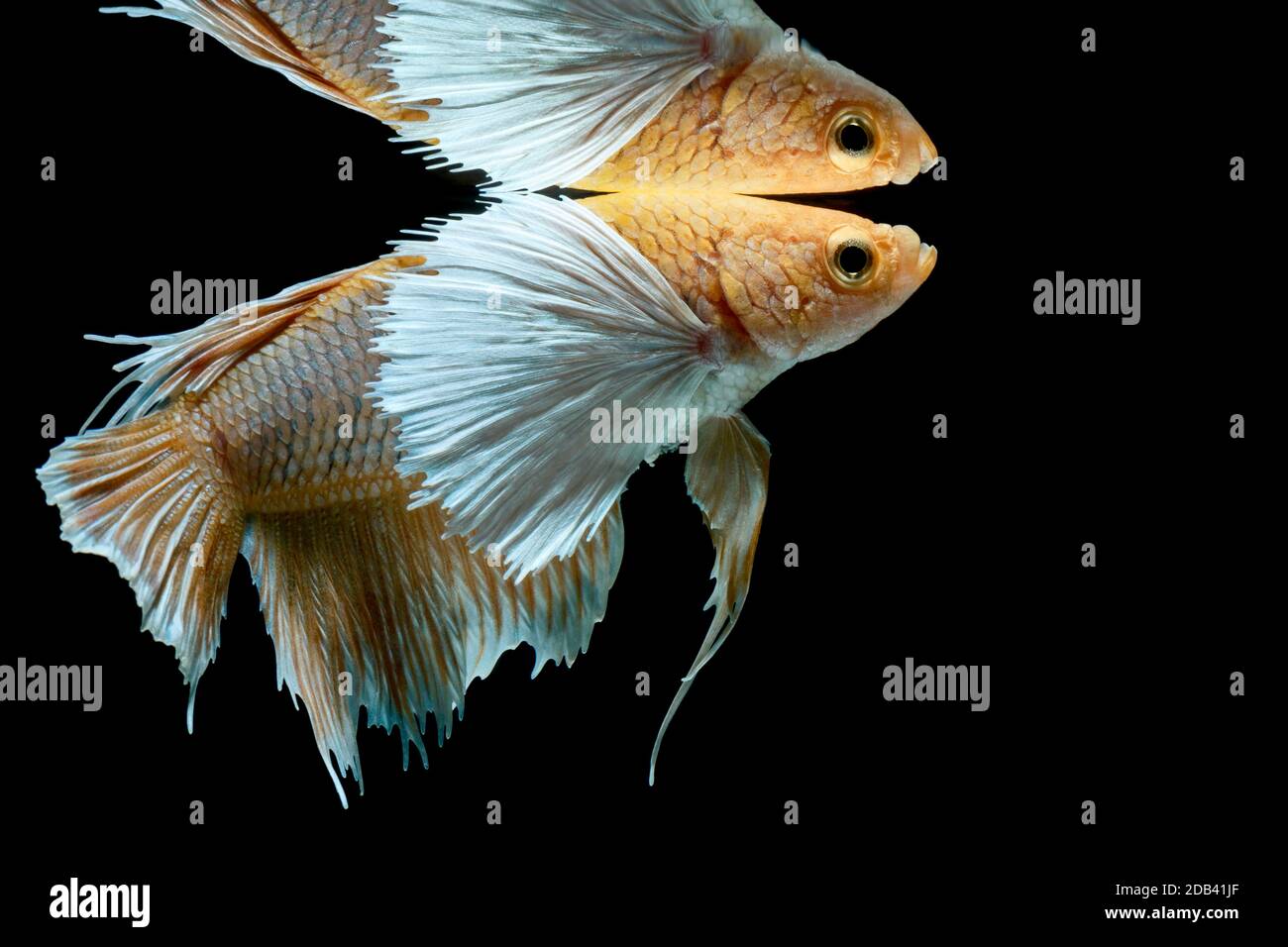 Siamese fighting fish fight yellow fish, Betta splendens, Betta fish ...