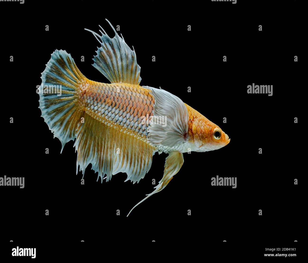 Siamese fighting fish fight yellow fish, Betta splendens, Betta fish ...