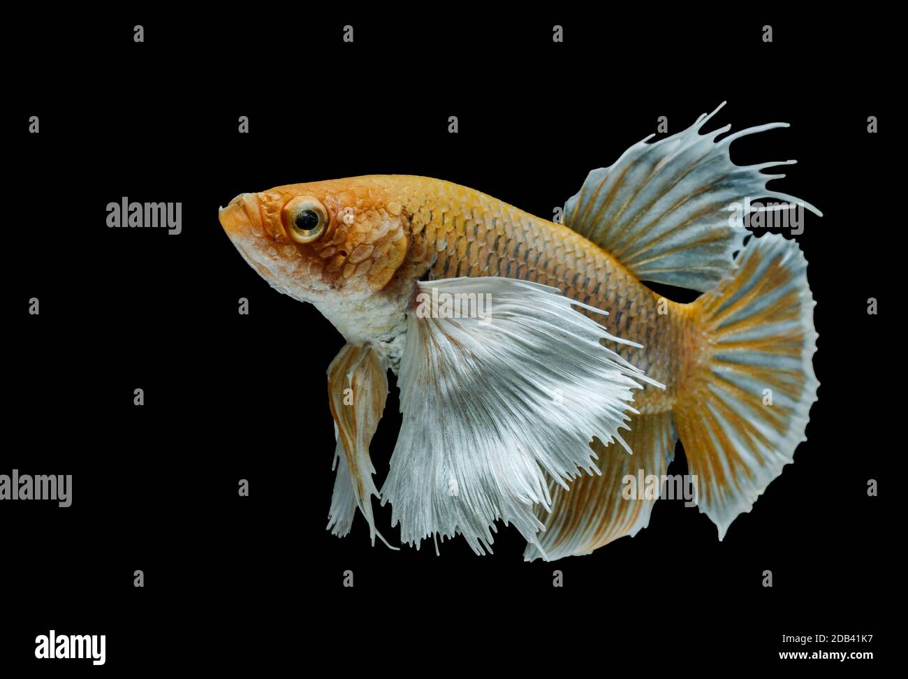 Siamese fighting fish fight yellow fish, Betta splendens, Betta fish ...