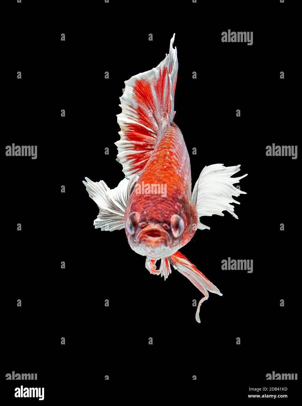 Siamese fighting fish fight Red fish, Betta splendens, Betta fish ...