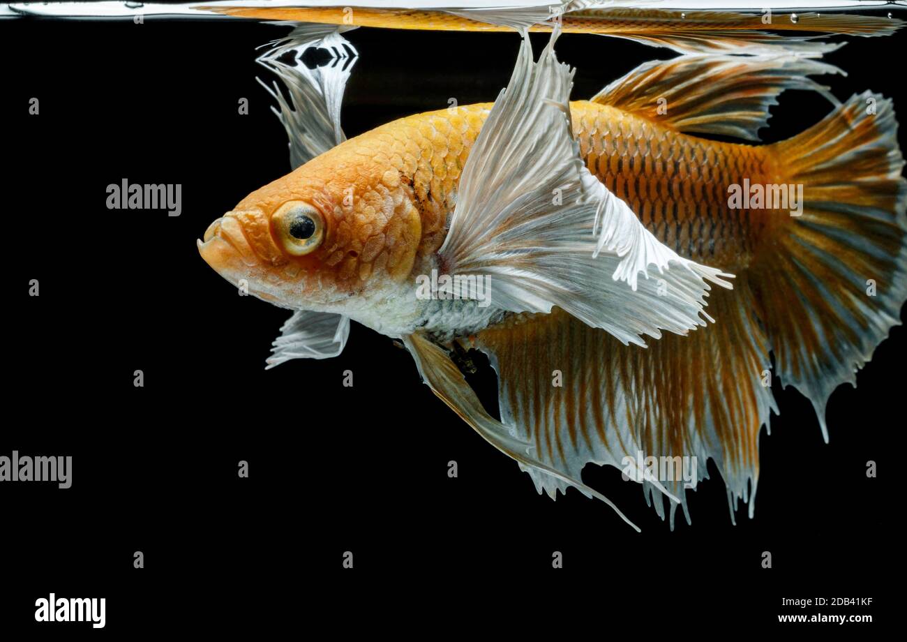 Siamese fighting fish fight yellow fish, Betta splendens, Betta fish ...