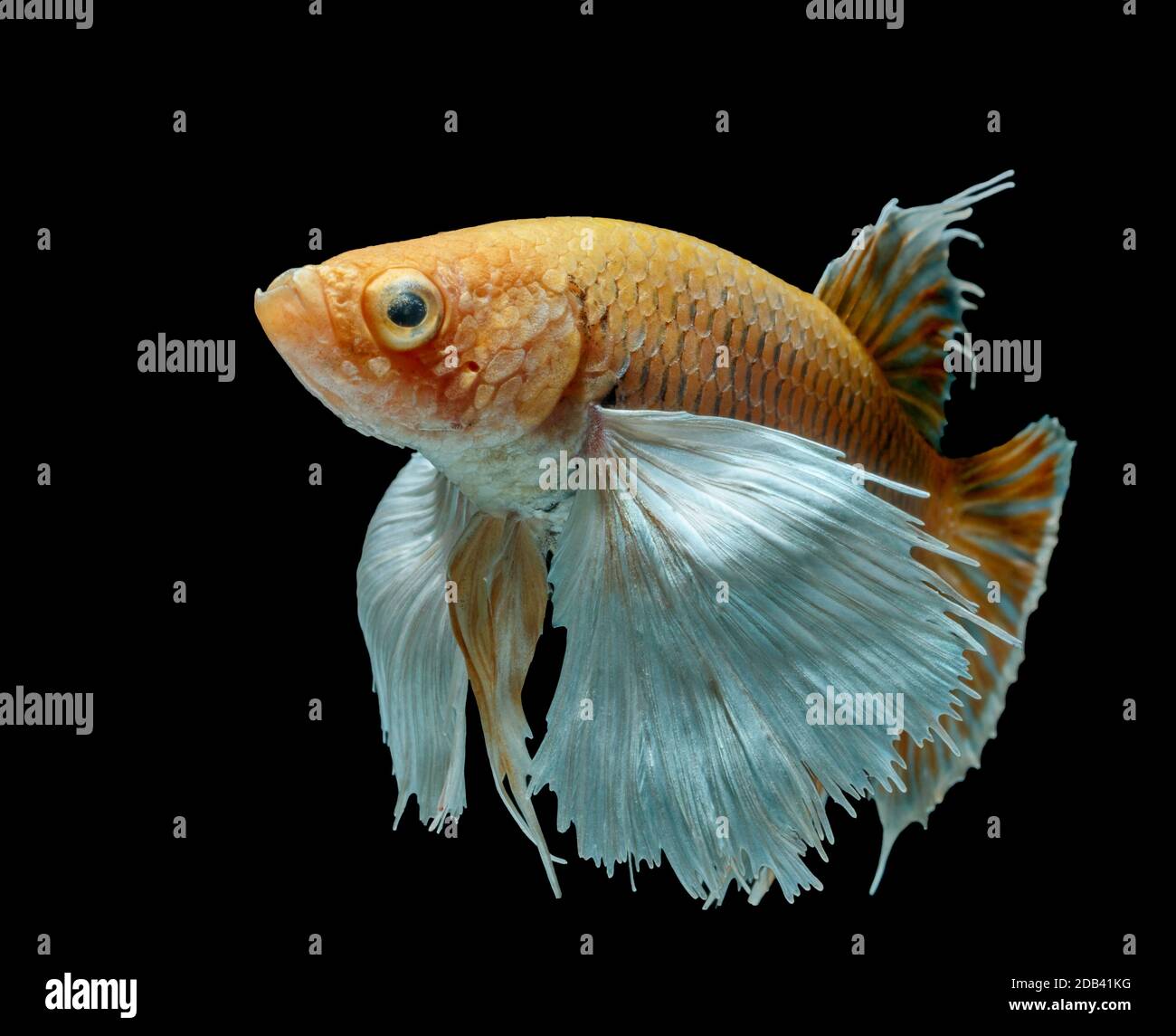 Siamese fighting fish fight yellow fish, Betta splendens, Betta fish ...