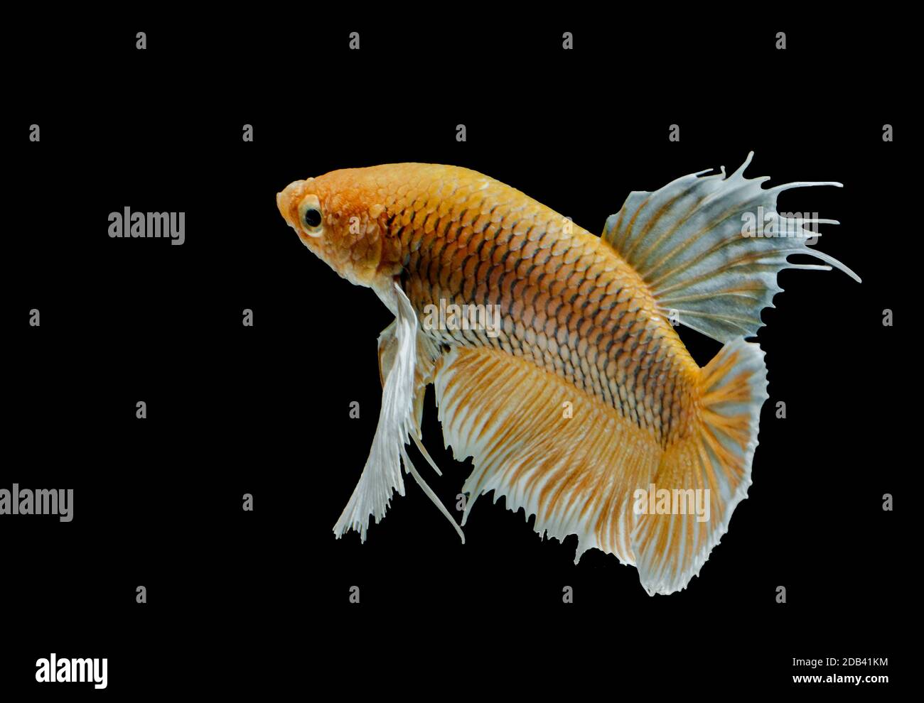 Siamese fighting fish fight yellow fish, Betta splendens, Betta fish ...