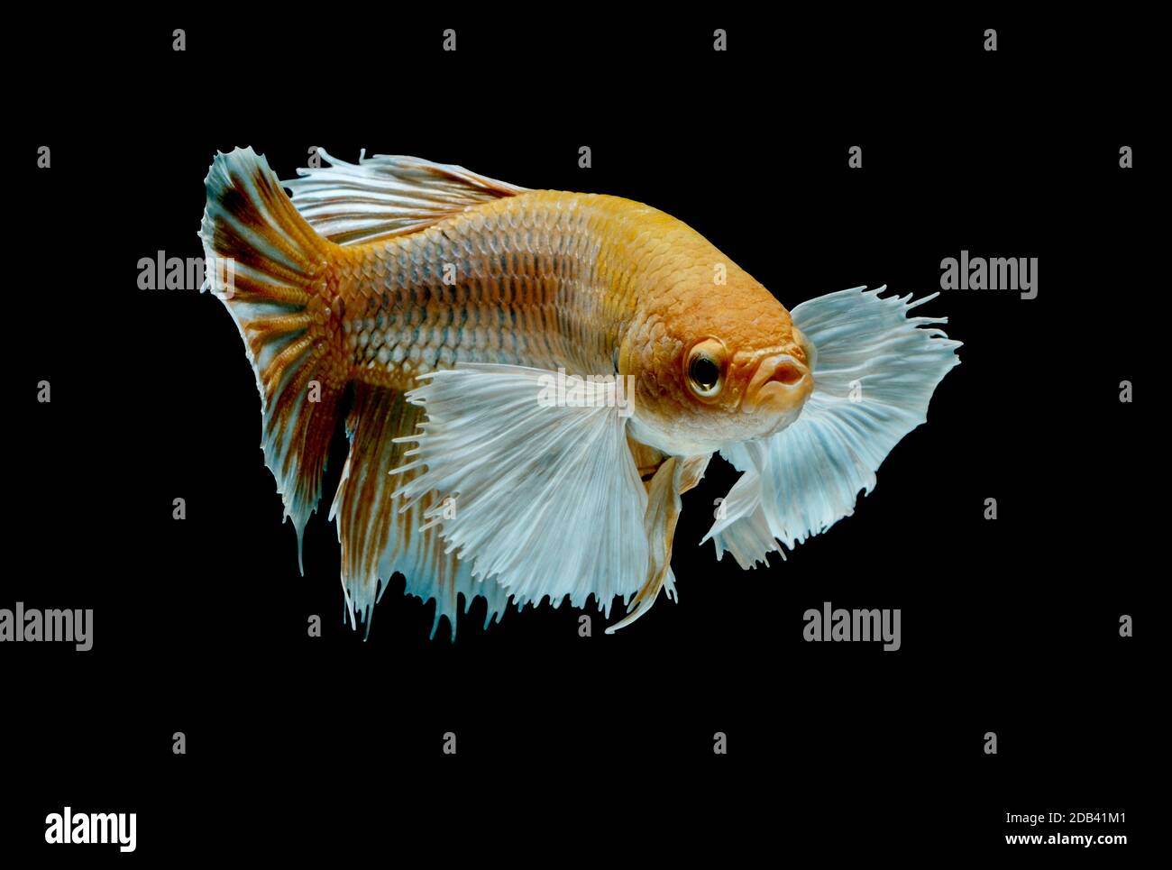 Siamese fighting fish fight yellow fish, Betta splendens, Betta fish ...
