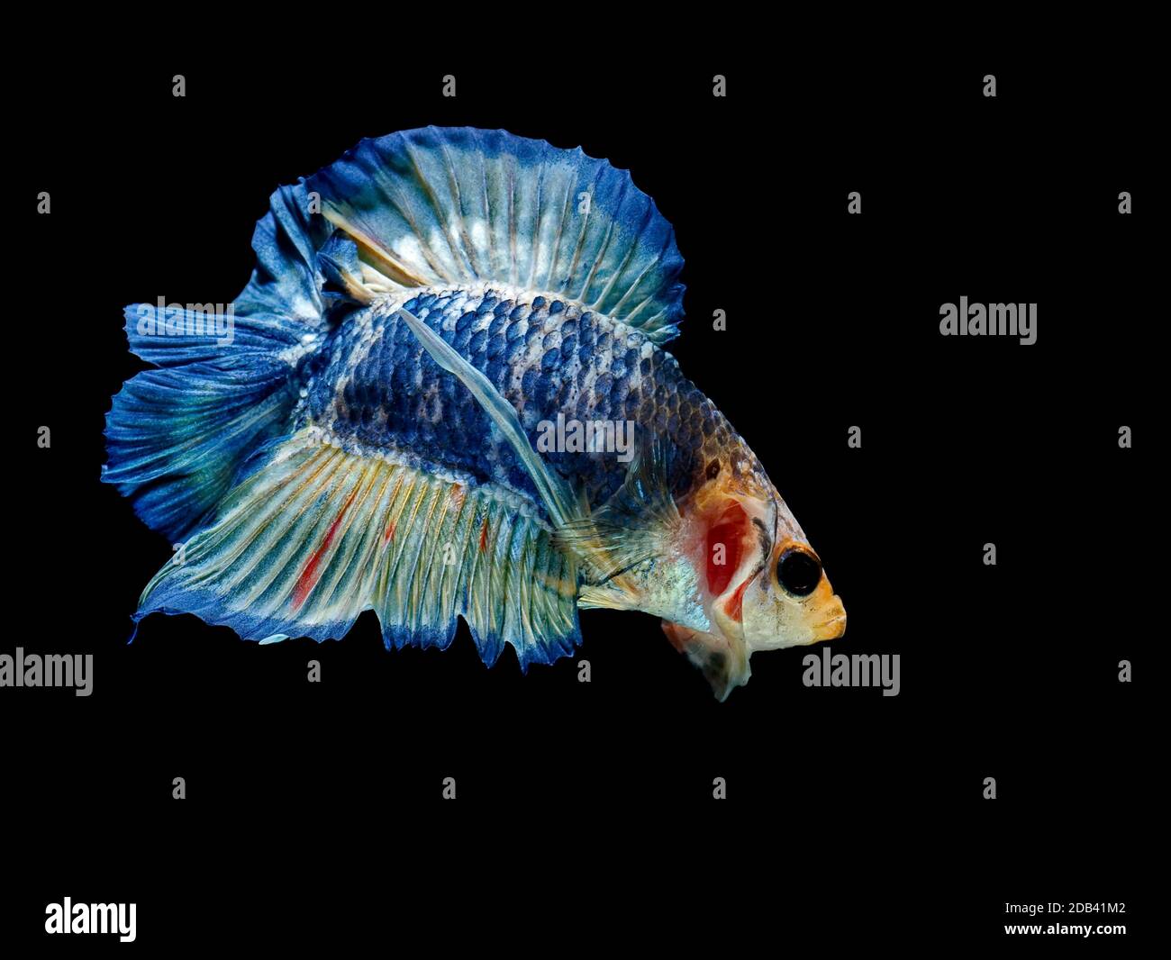 Siamese fighting fish fight blue fish, Betta splendens, Betta fish ...