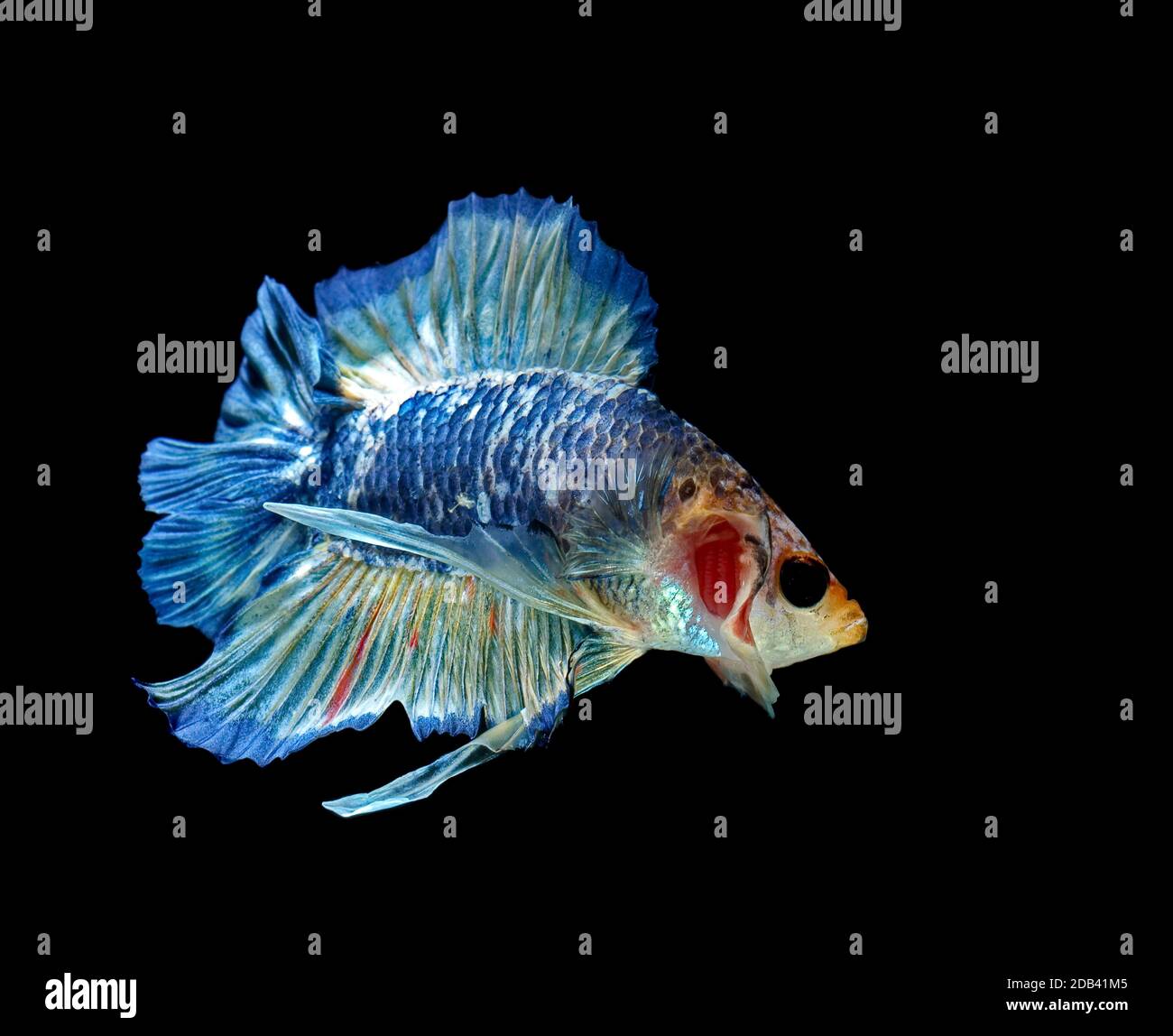 Siamese fighting fish fight blue fish, Betta splendens, Betta fish ...