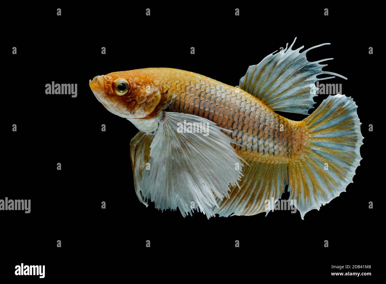 Siamese fighting fish fight yellow fish, Betta splendens, Betta fish ...