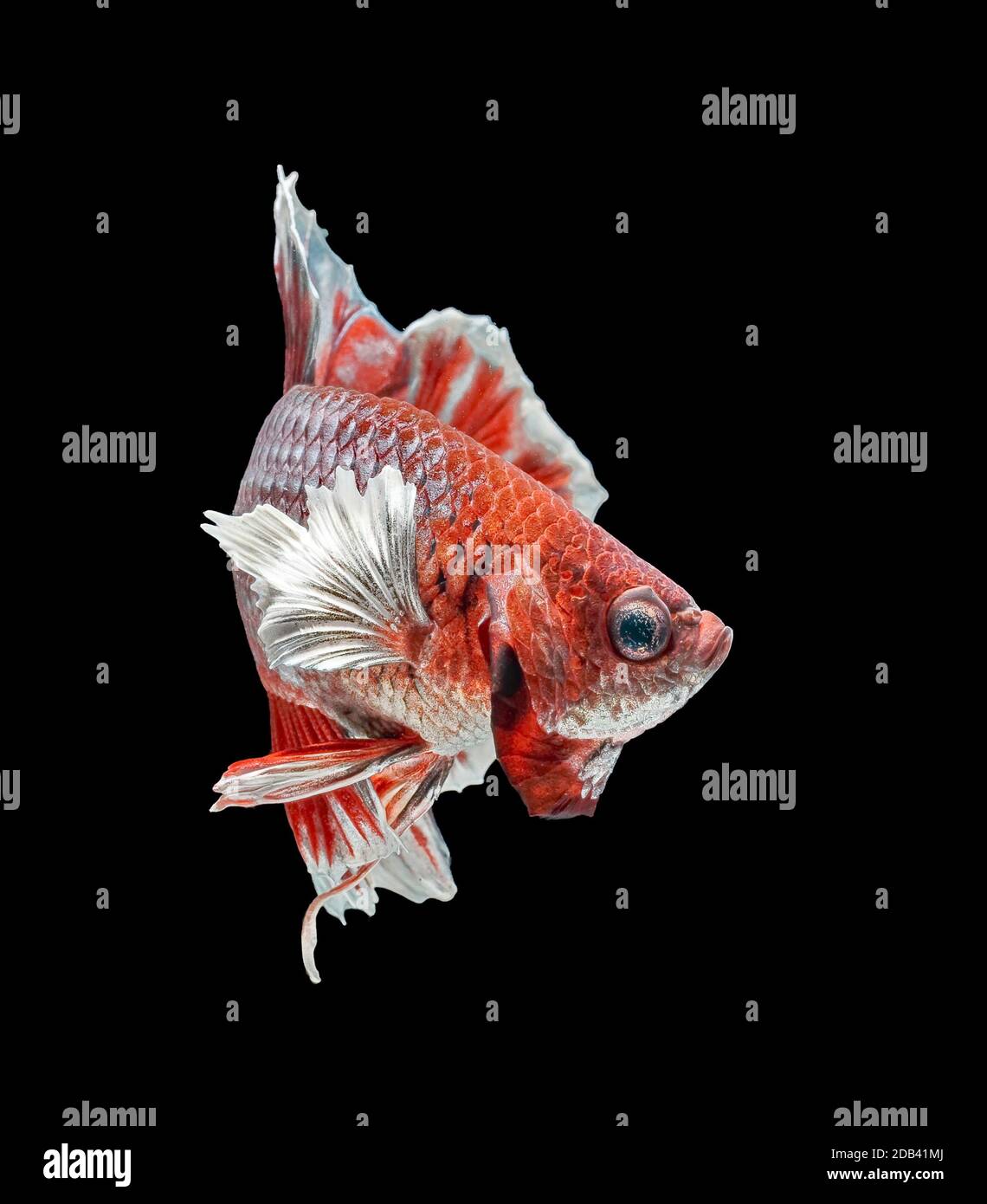 Siamese fighting fish fight Red fish, Betta splendens, Betta fish ...