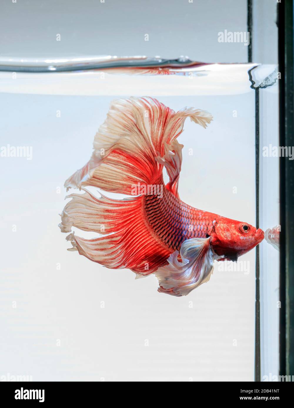 Fighting fish , beautiful fish , Beautiful colour.Siamese fighting fish ...