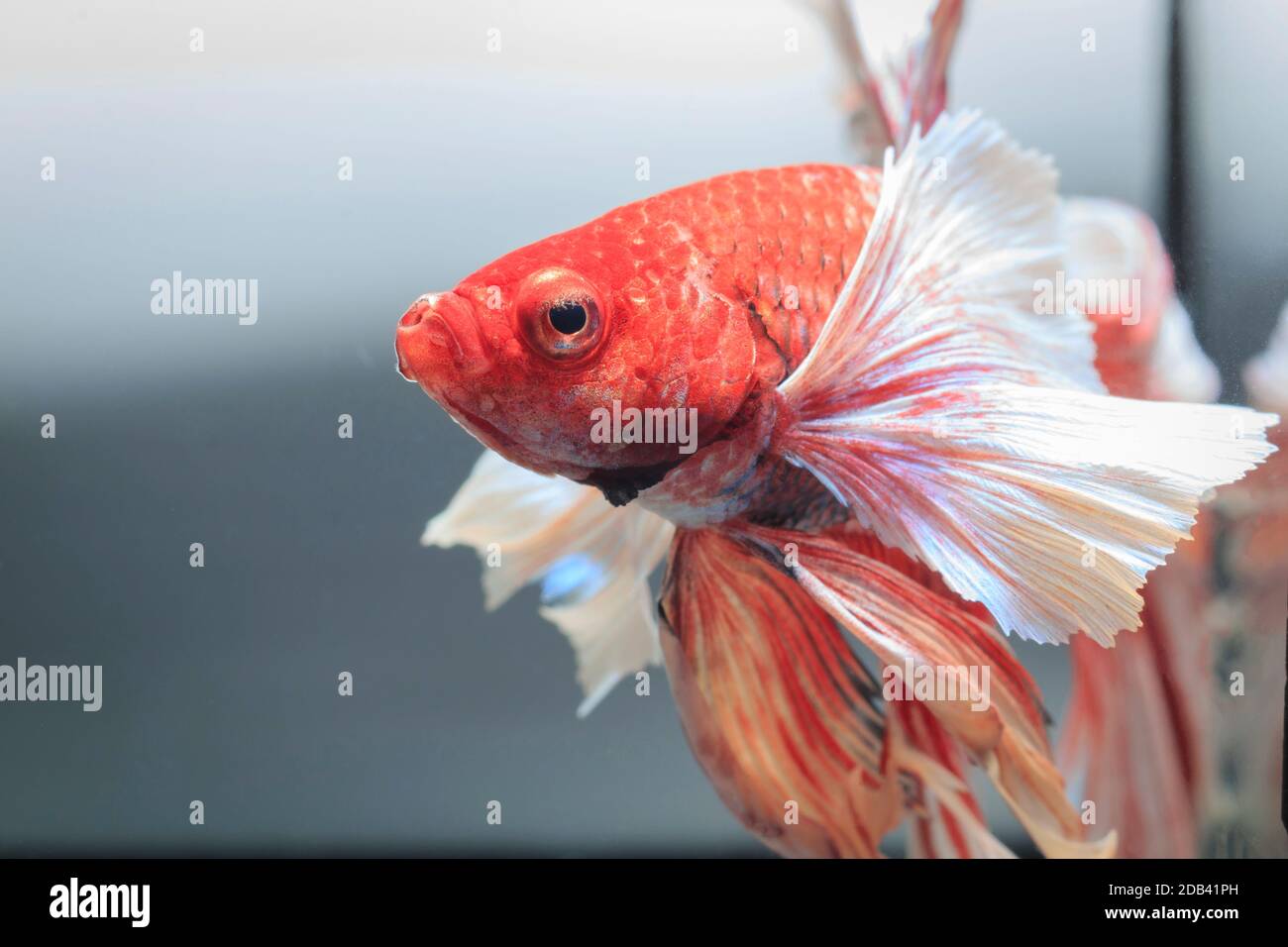 Japanese fighting fish hi-res stock photography and images - Alamy
