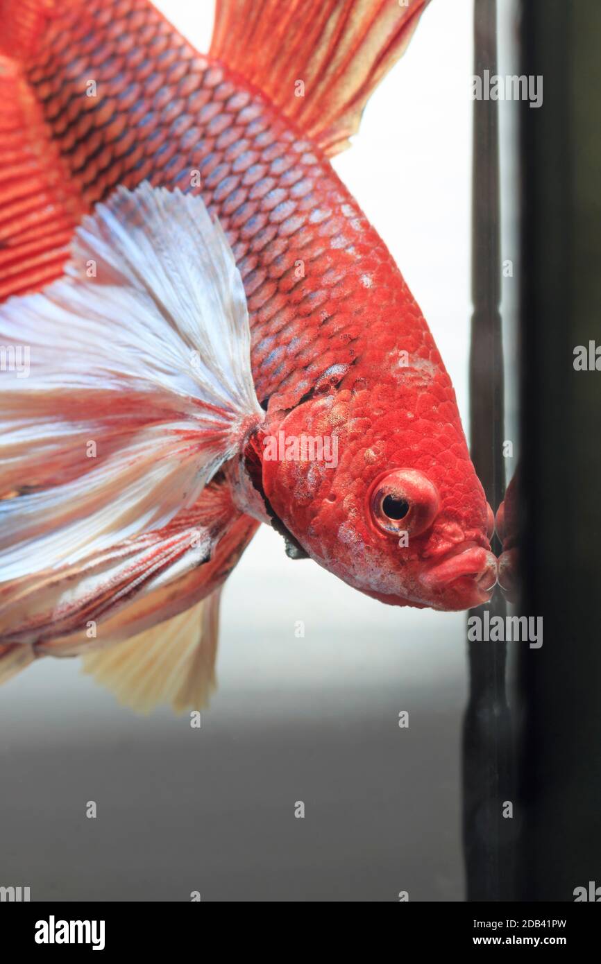 Fighting fish , beautiful fish , Beautiful colour.Siamese fighting fish ...
