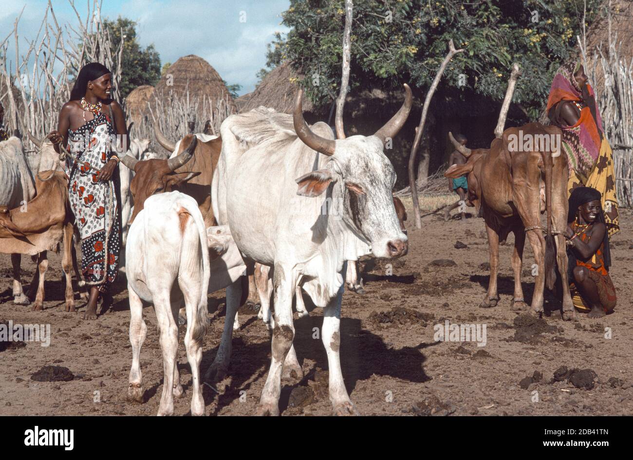 Kenya cattle tribe hi-res stock photography and images - Alamy