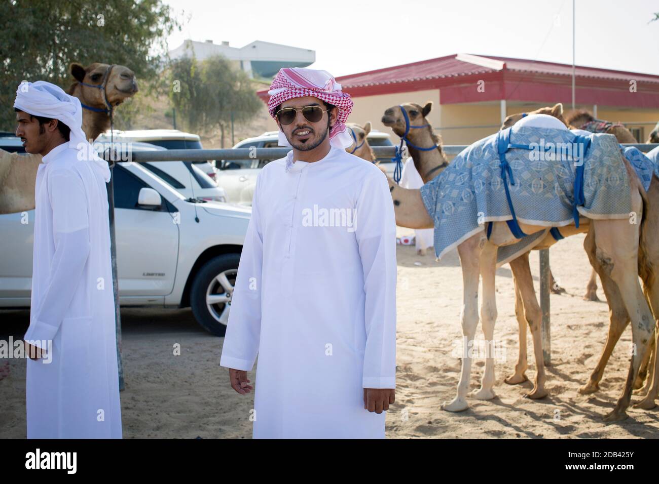 United Arab Emirates / Al Dhaid / Camel owner with his camels, near the ...