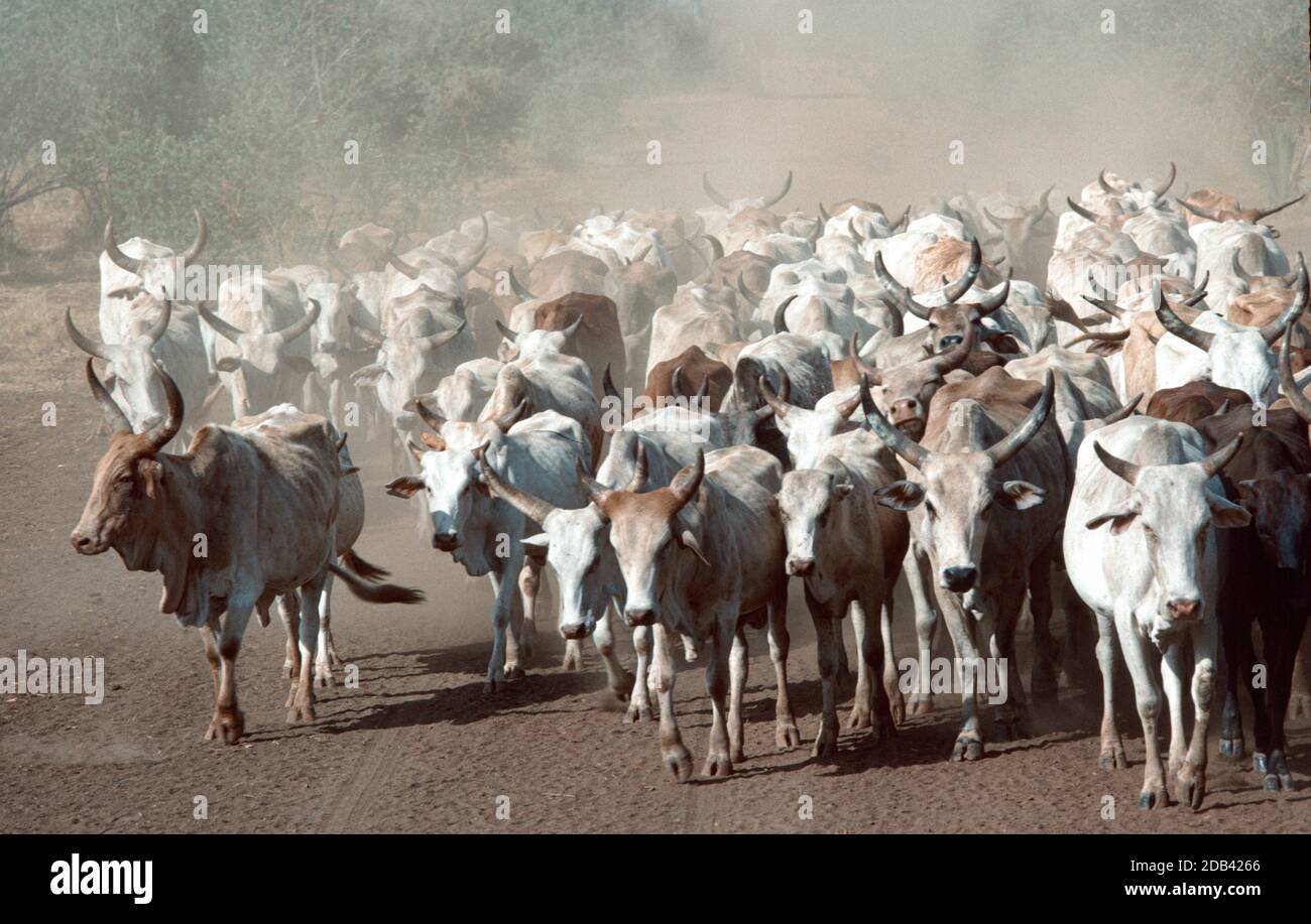 Garissa County, Kenya, East Africa Stock Photo - Alamy