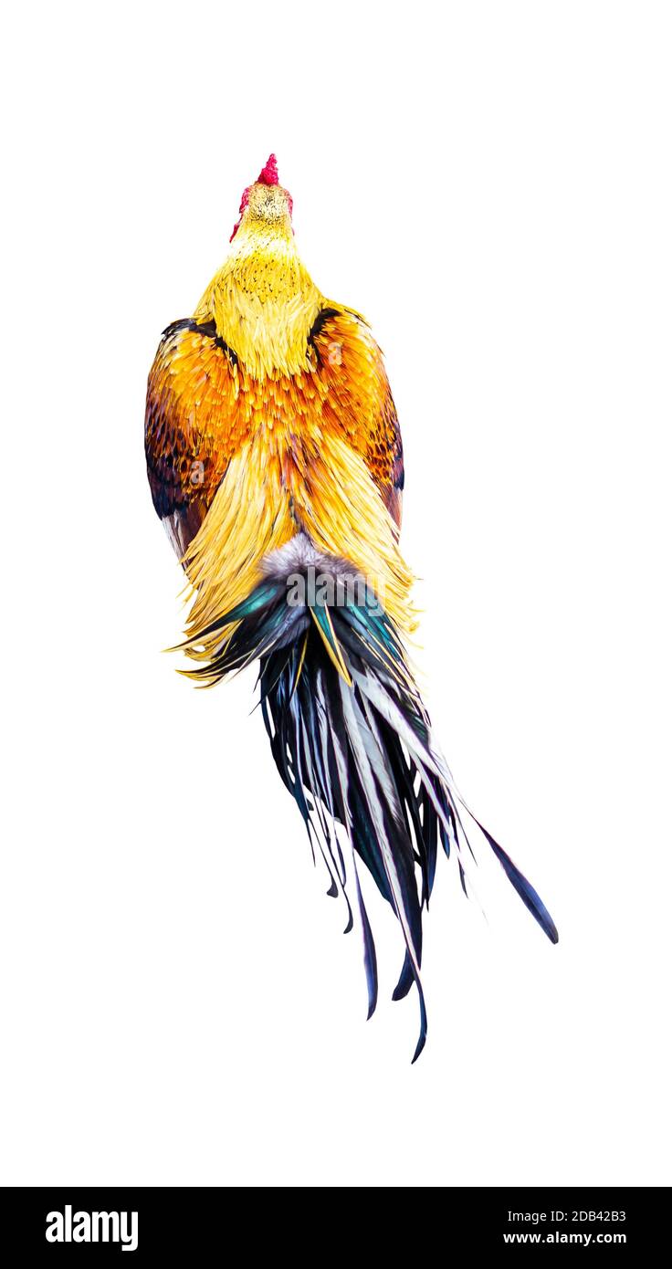 Rooster top view isolated on white background Stock Photo - Alamy