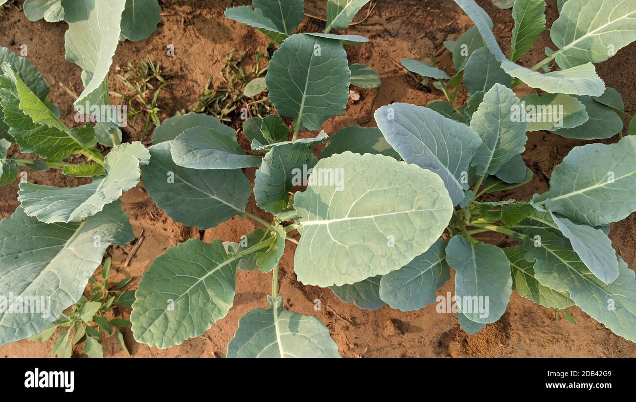A top view of collards growing in a farm field under the sunlight in ...