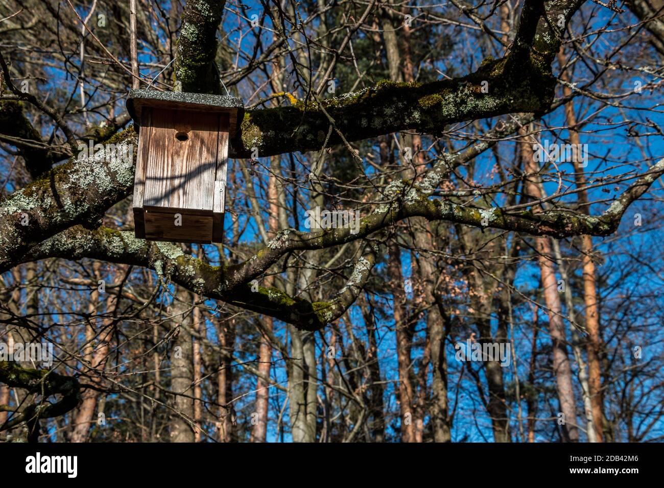 Little bird table on a big and old tree Stock Photo - Alamy
