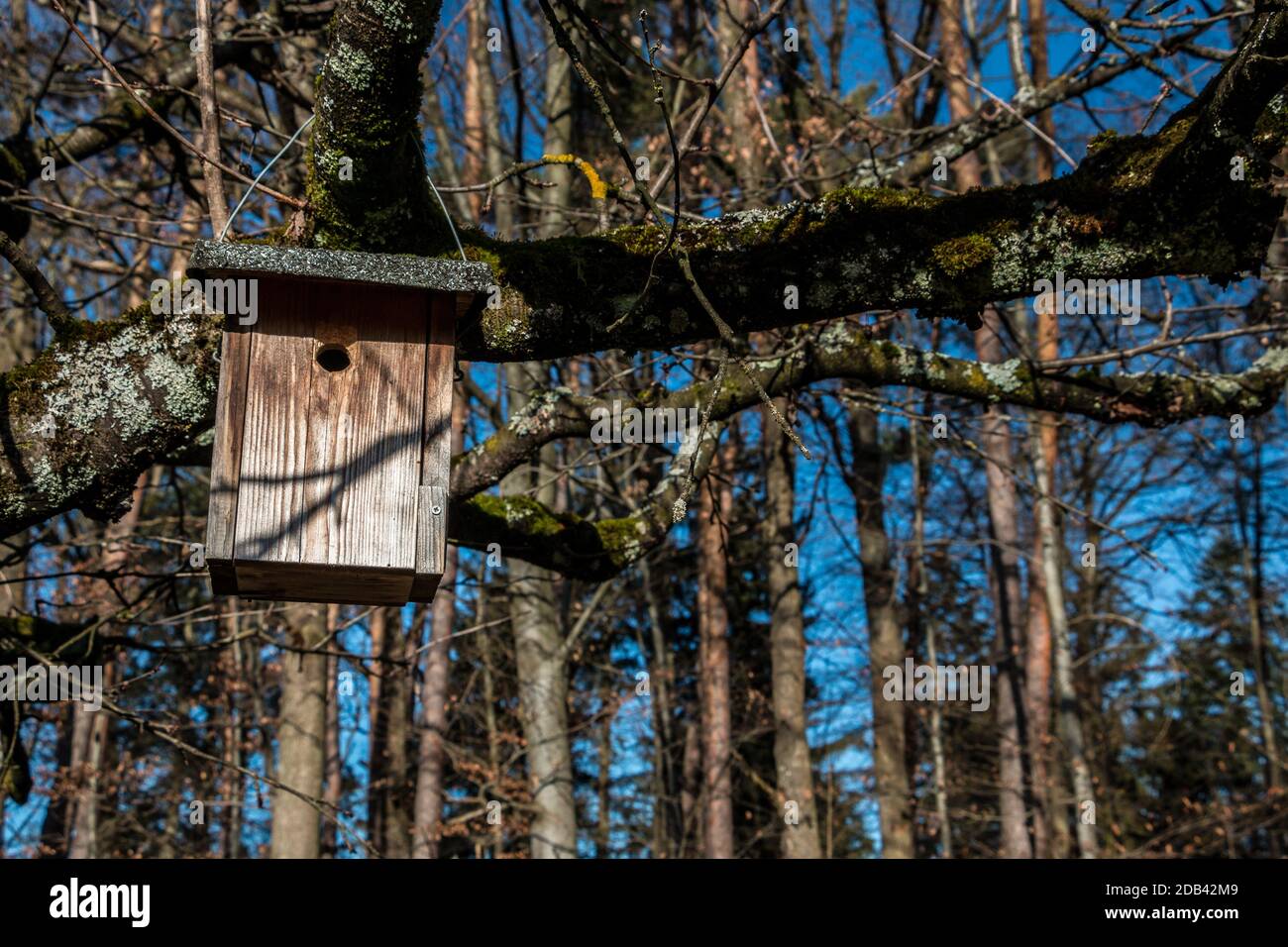 Little bird table on a big and old tree Stock Photo - Alamy
