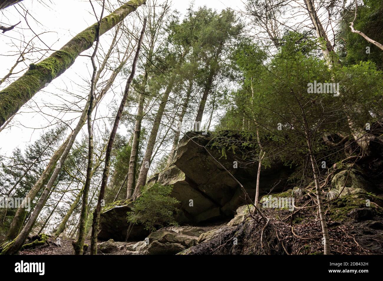 Huge rocks and high trees down the canyon in the middle of the green ...