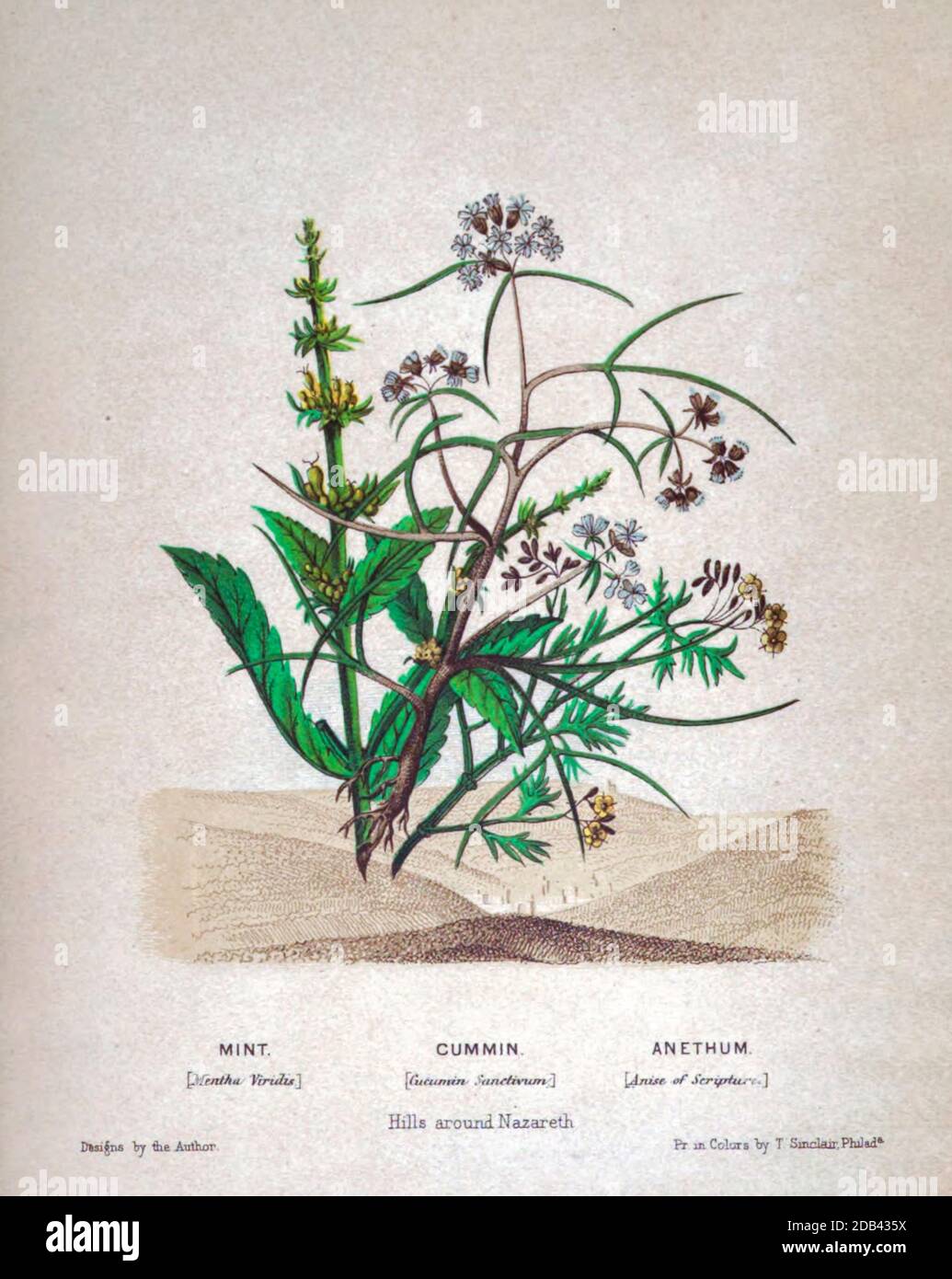 Bouquet of Mint (Mentha viridis), Cummin (Cuminum cyminum), Anethum ...