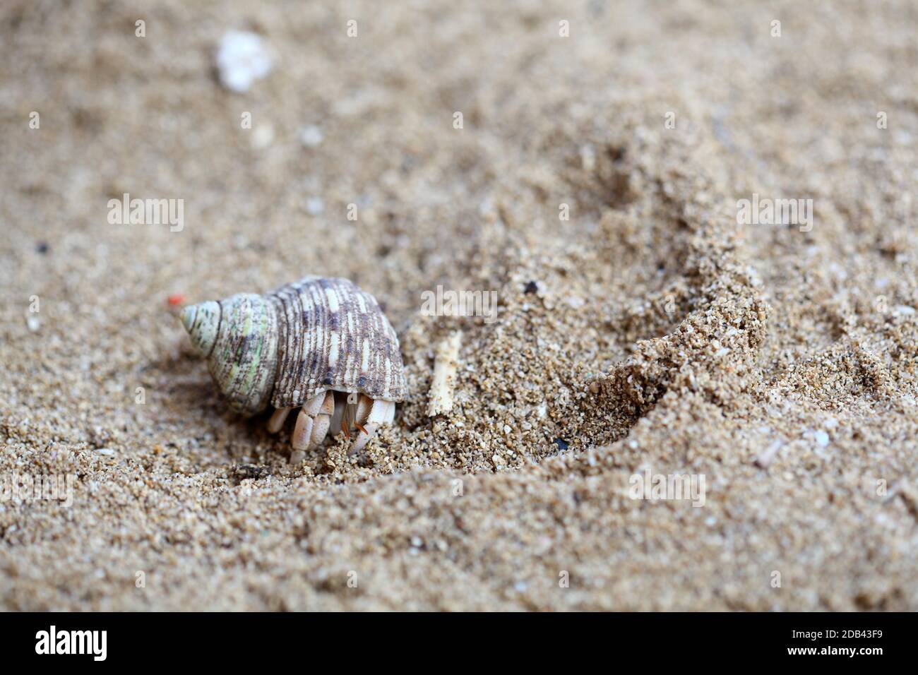 Kelomang or Umang-Umang (pompong), or some who translate it as hermit ...