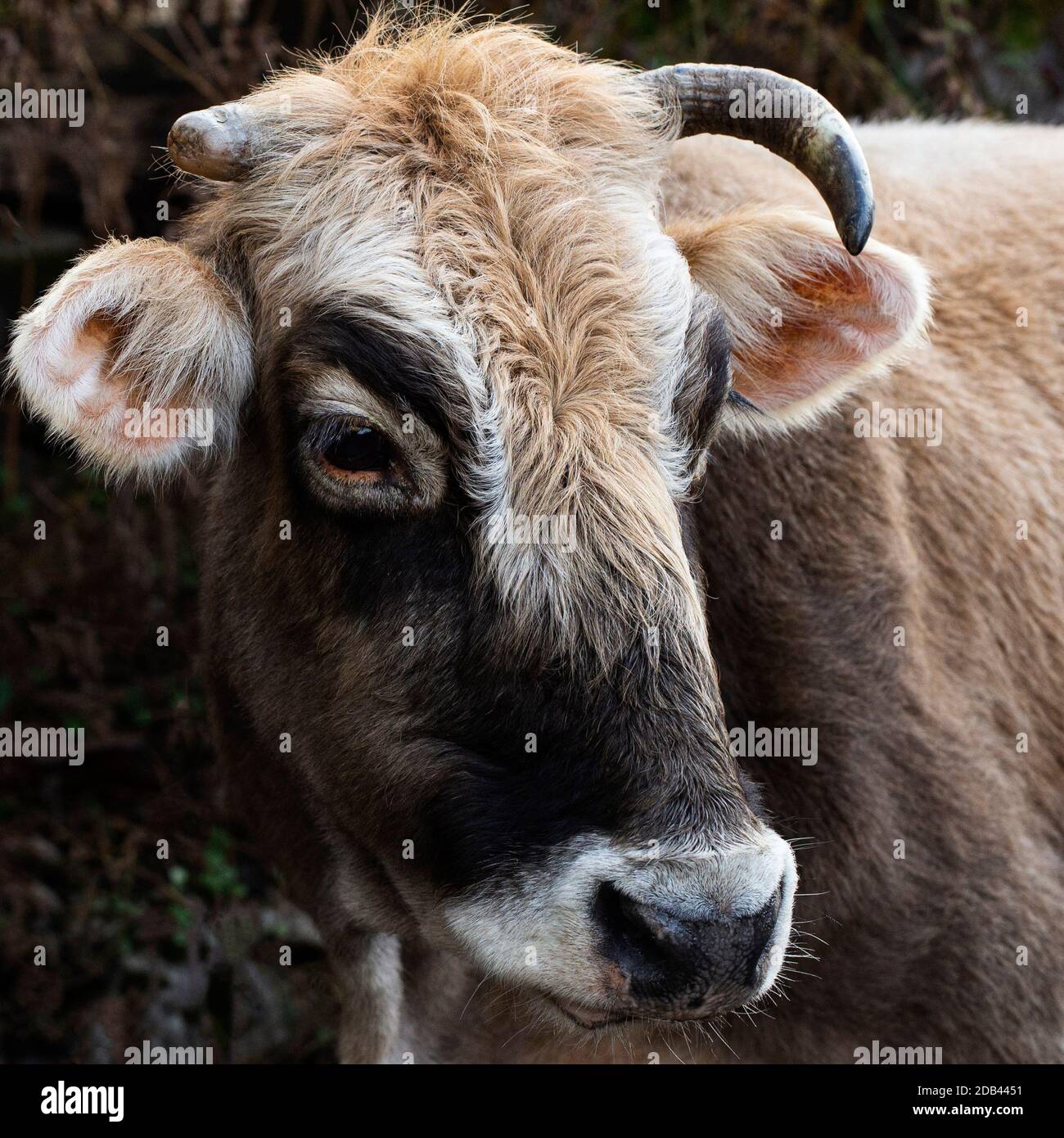 Bull horns cow animal close up hi-res stock photography and images - Alamy