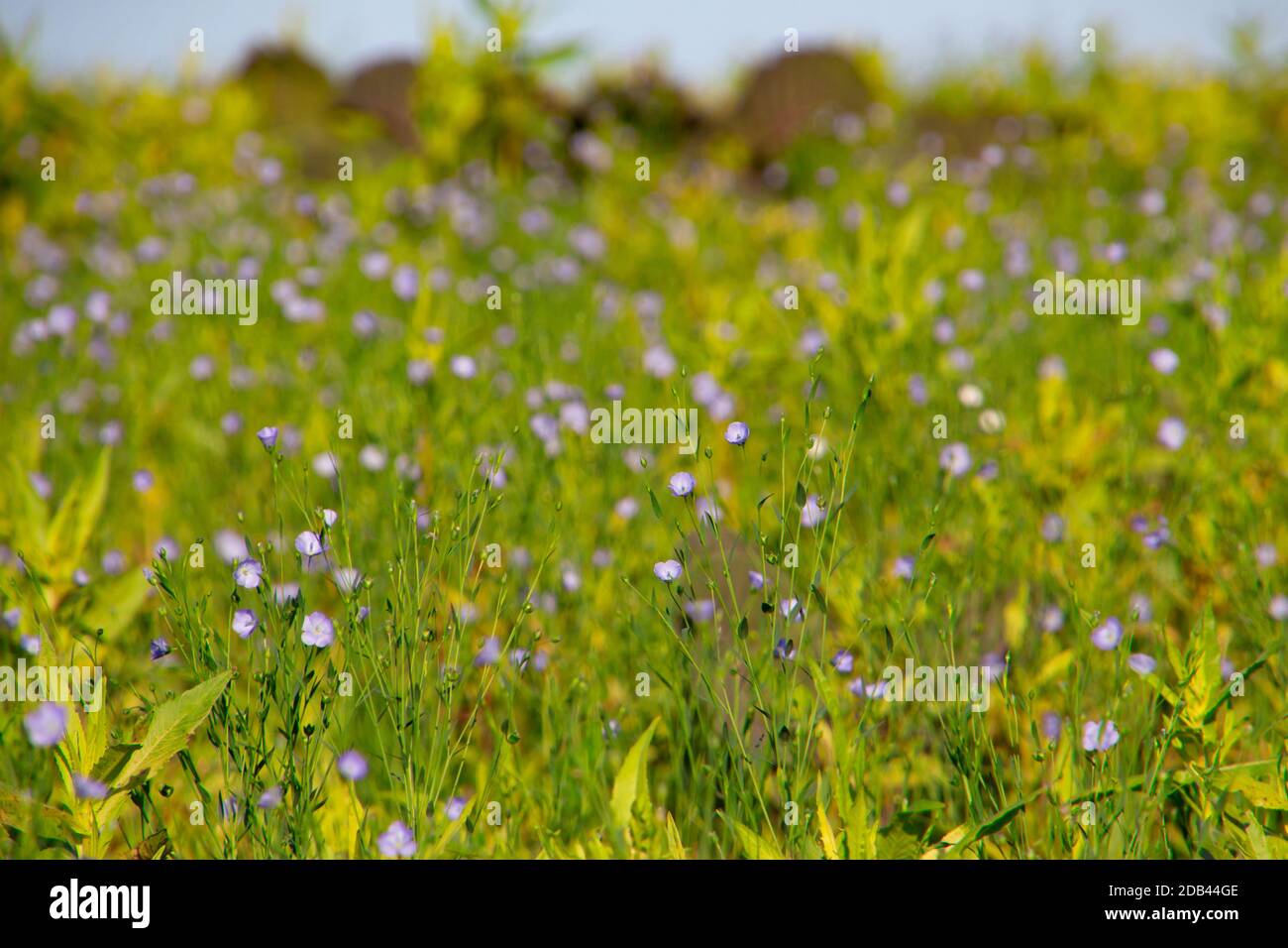 Blue flowers of common flax field, also called Linum usitatissimum ...