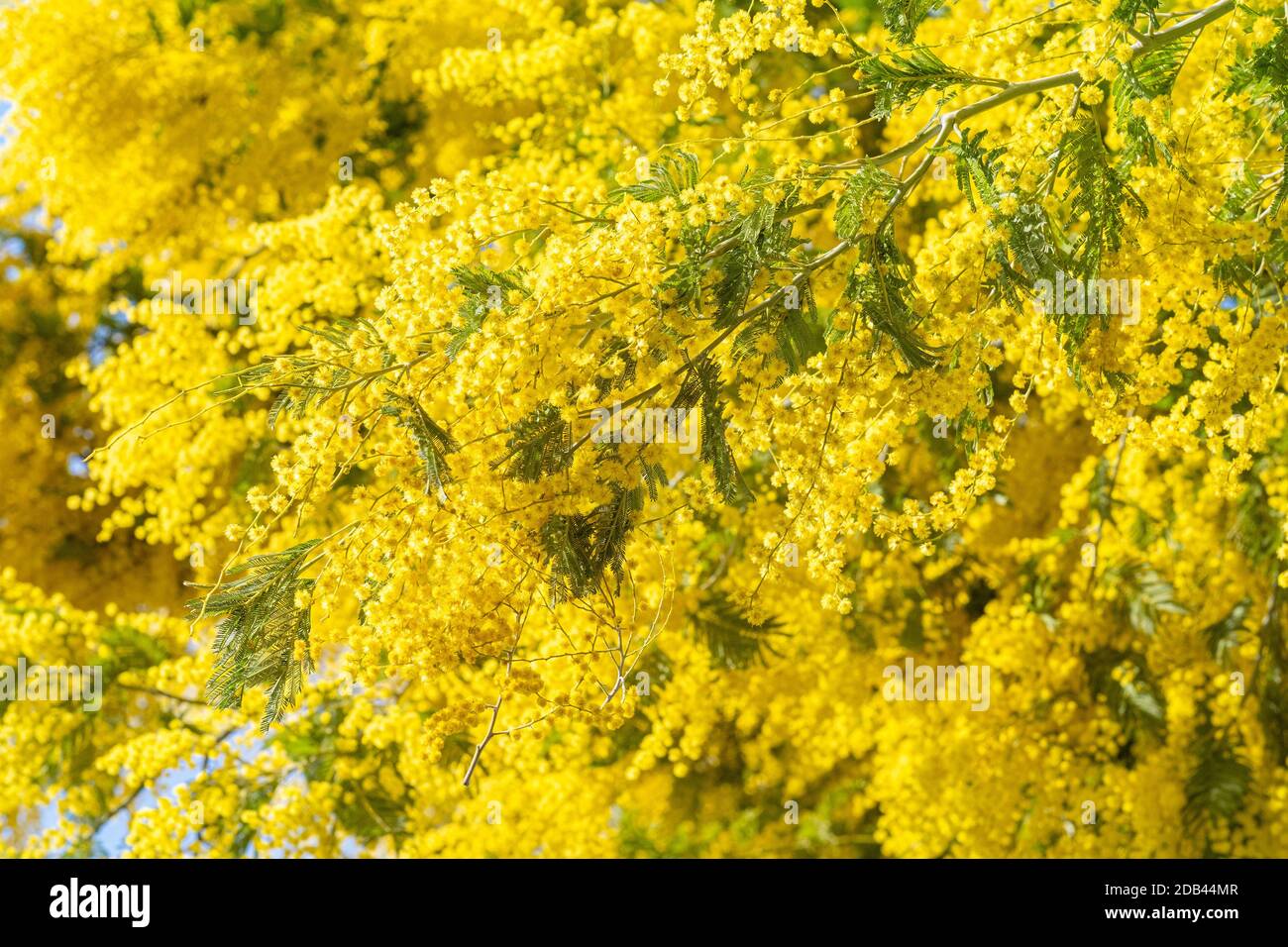 Blooming mimosa tree branches. Spring holiday blossom backdrop Stock ...