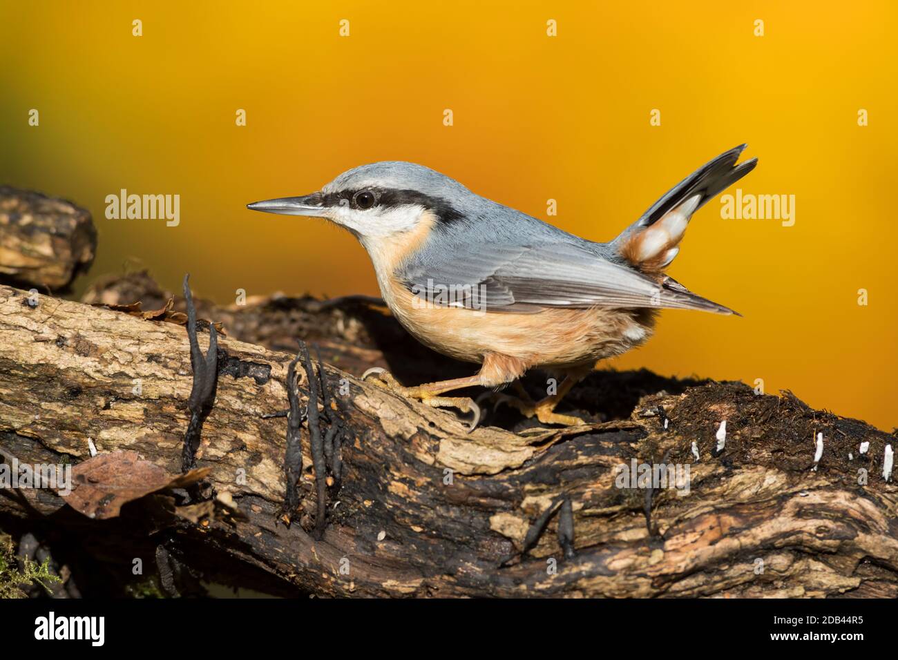 Rotten log garden hi-res stock photography and images - Alamy