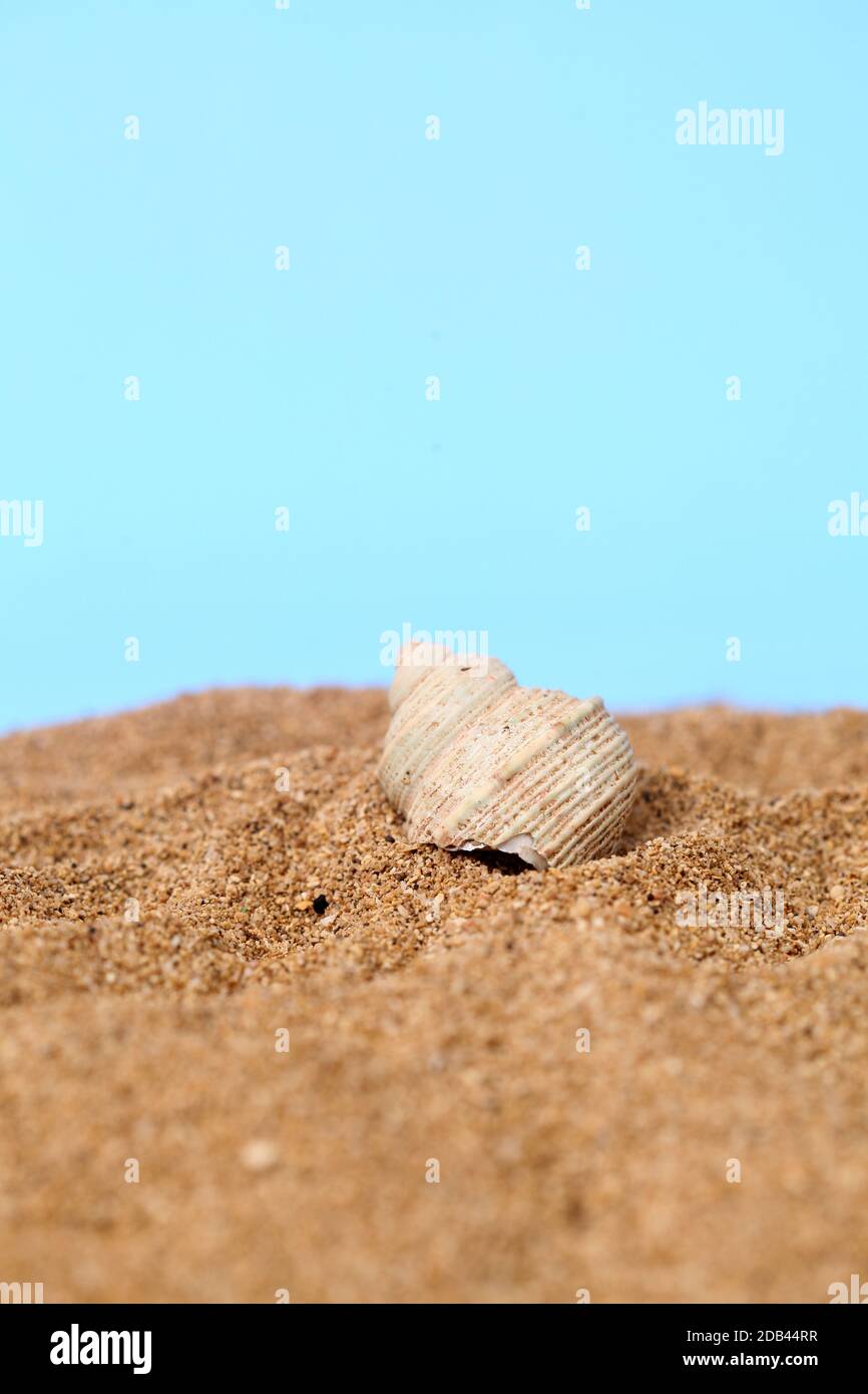 Kelomang or Umang-Umang (pompong), or some who translate it as hermit ...