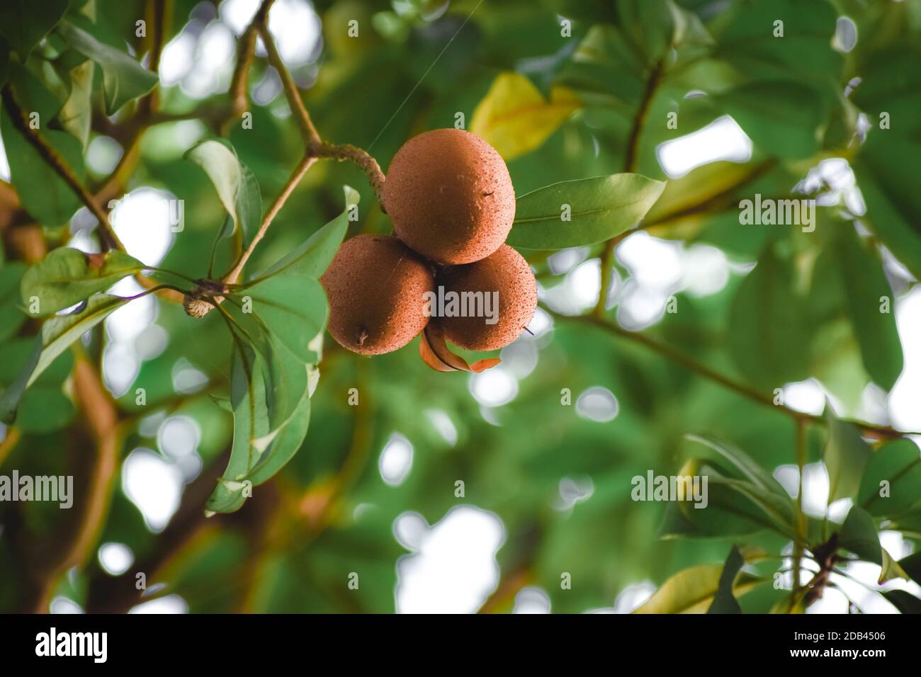 Sweet fruit tree branch. Summer tropical fruits in an organic farm ...