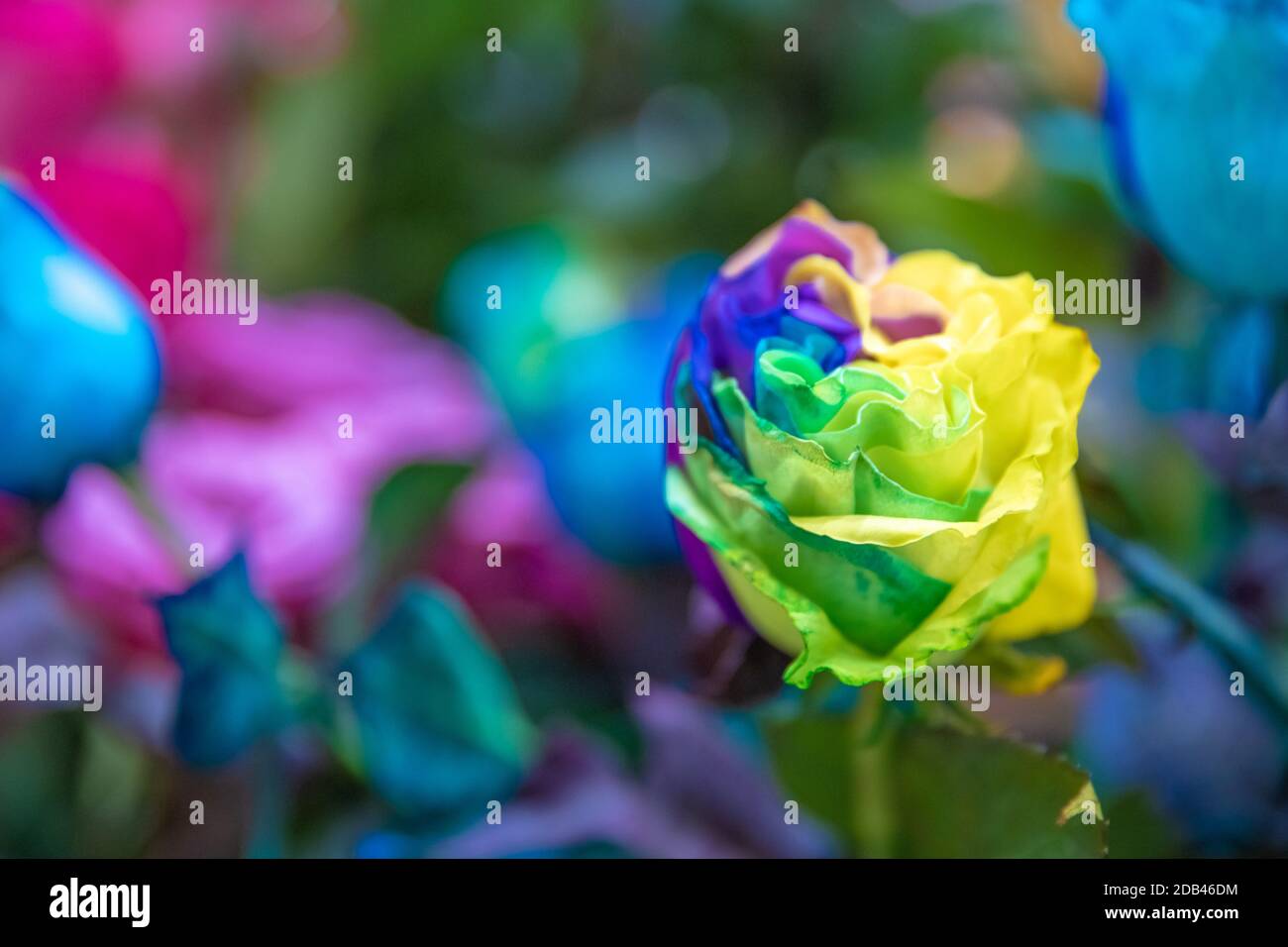 Bunch of fresh roses at flower shop hi-res stock photography and images ...
