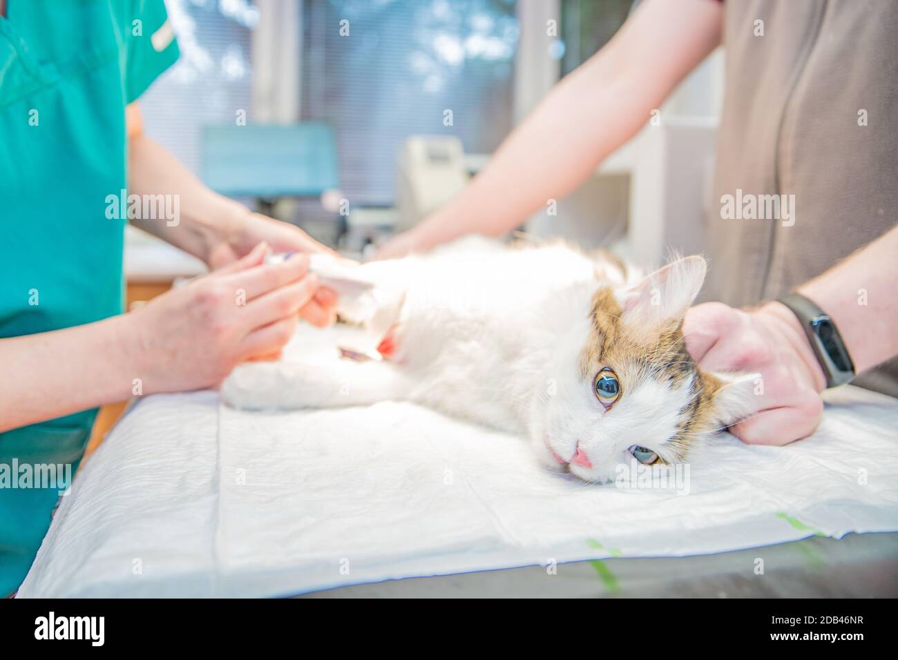 Animals cat ill sick cat treatment vet hi-res stock photography and ...
