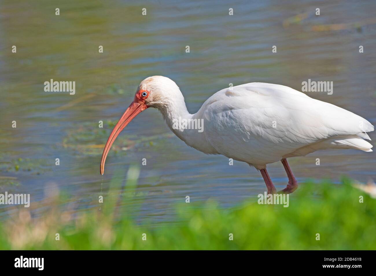 White Ibis Moving Along the Shore Line in Brazos Bend State Park in ...