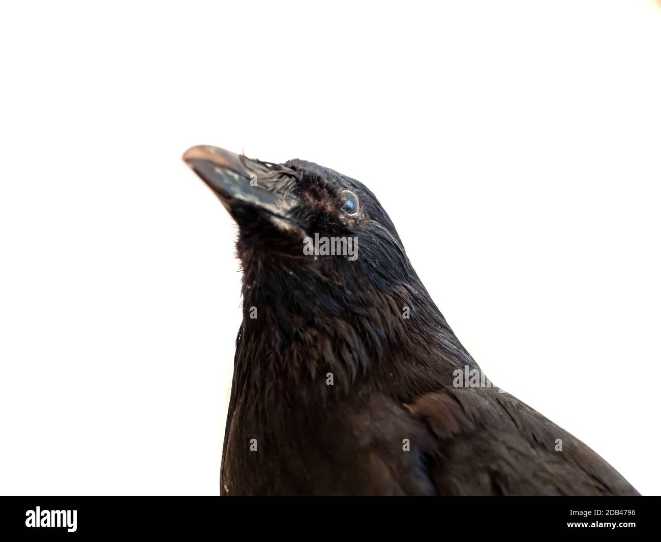 Crow isolated on white background Stock Photo - Alamy