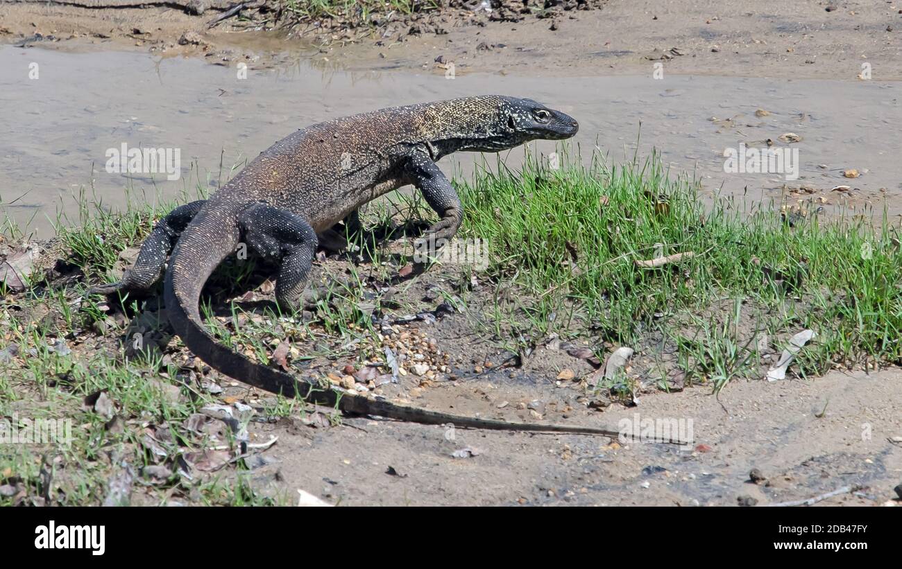 Real Komodo dragon in natural habitat Stock Photo - Alamy