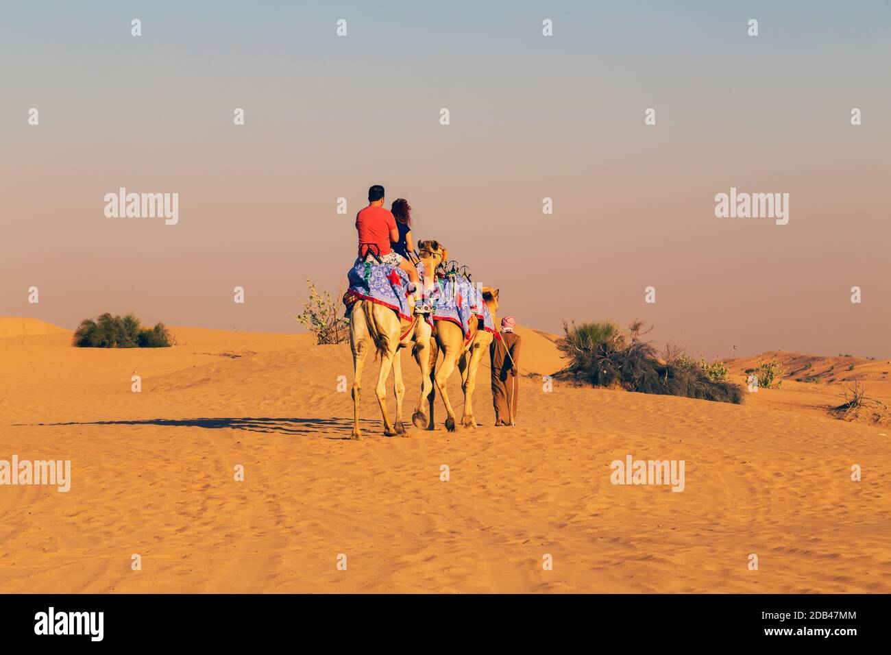 Tourist camel safari on sand dunes on the desert Stock Photo - Alamy
