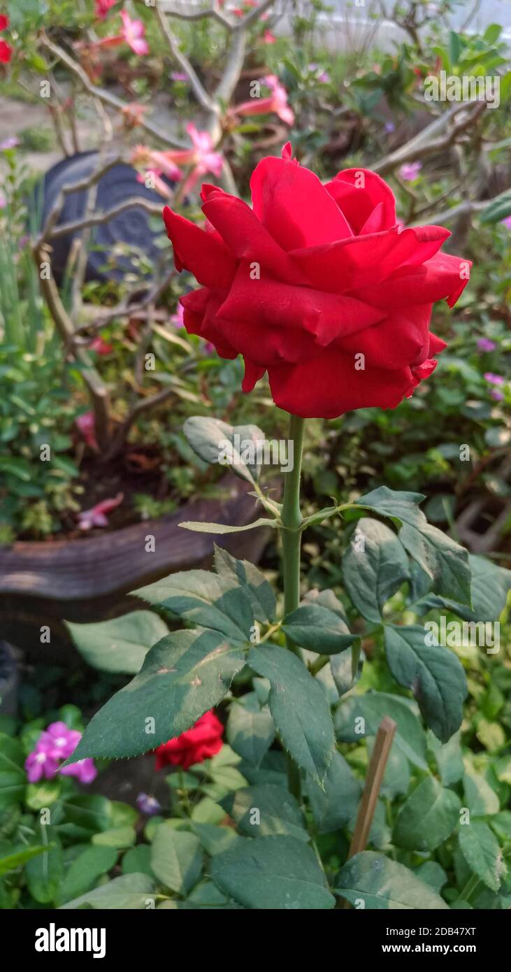 Natural red roses bloomed on the tree Stock Photo - Alamy