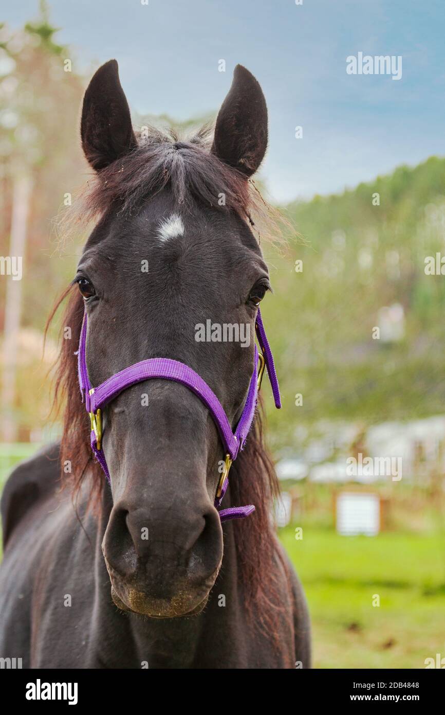 A close-up shot of a black horse (Equus ferus caballus) with a faint ...