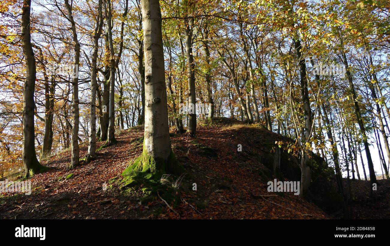 A low angle shot of trees in a forest landscape Stock Photo - Alamy