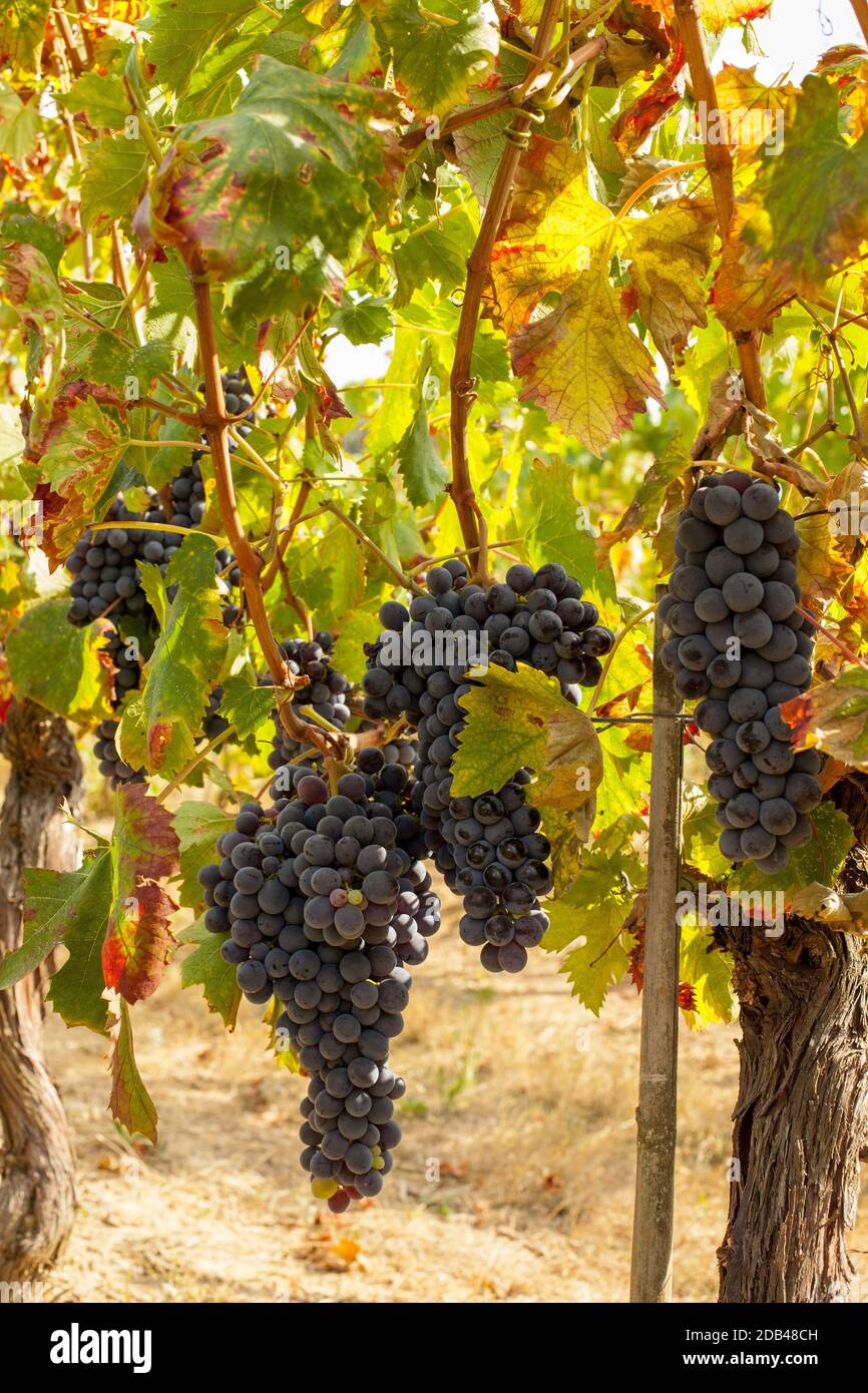 ripe red grape clusters on the vine Stock Photo - Alamy