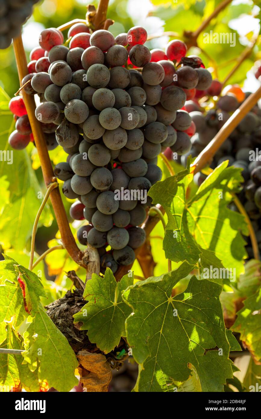 ripe red grape clusters on the vine Stock Photo - Alamy