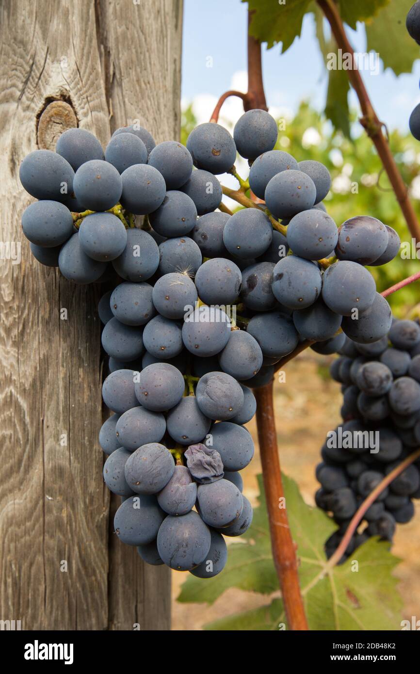 ripe red grape clusters on the vine Stock Photo - Alamy