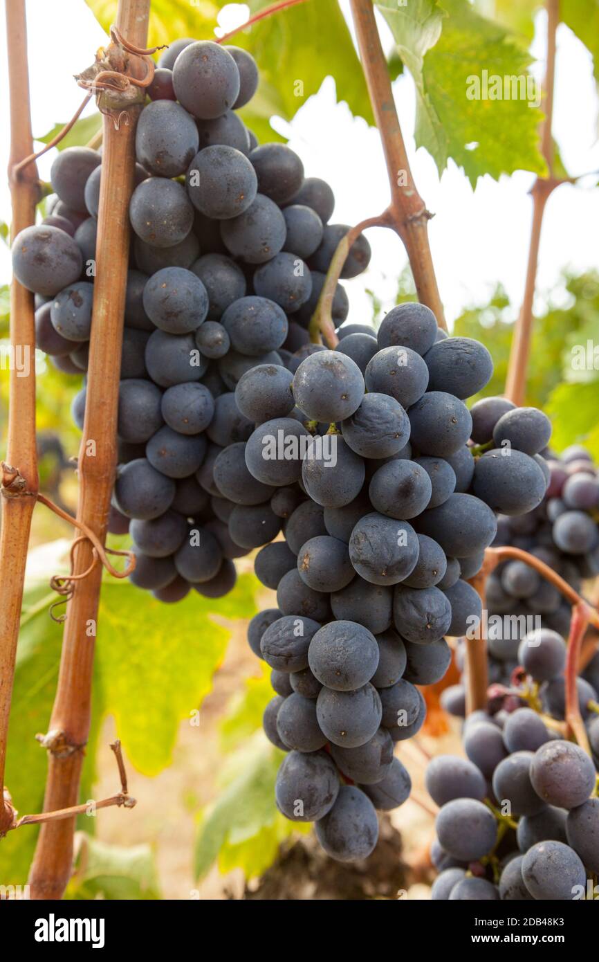 ripe red grape clusters on the vine Stock Photo - Alamy