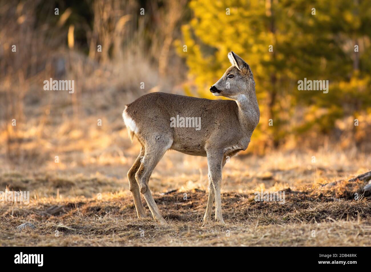 Adorable roe deer, capreolus capreolus, doe looking behind and standing ...