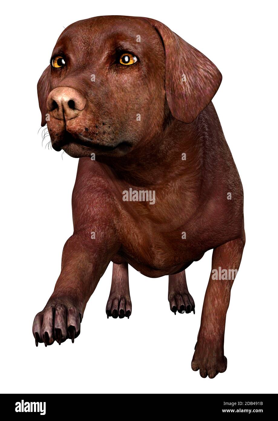3D rendering of a brown labrador dog isolated on white background Stock ...