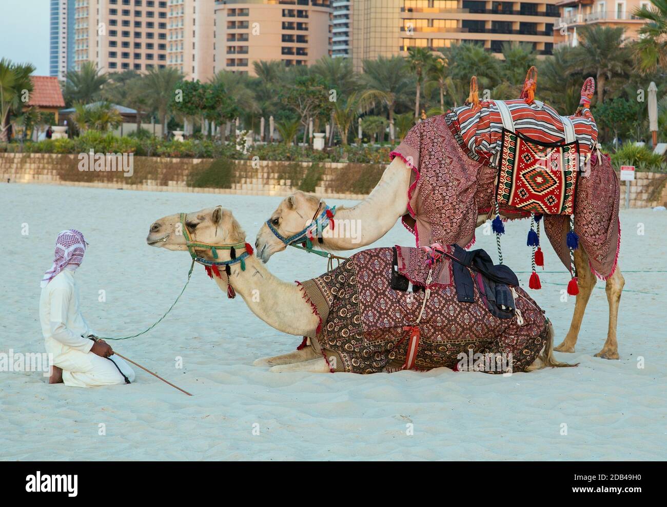 Camel lay with traditional Bedouin saddle in Dubai Marina beach sand ...