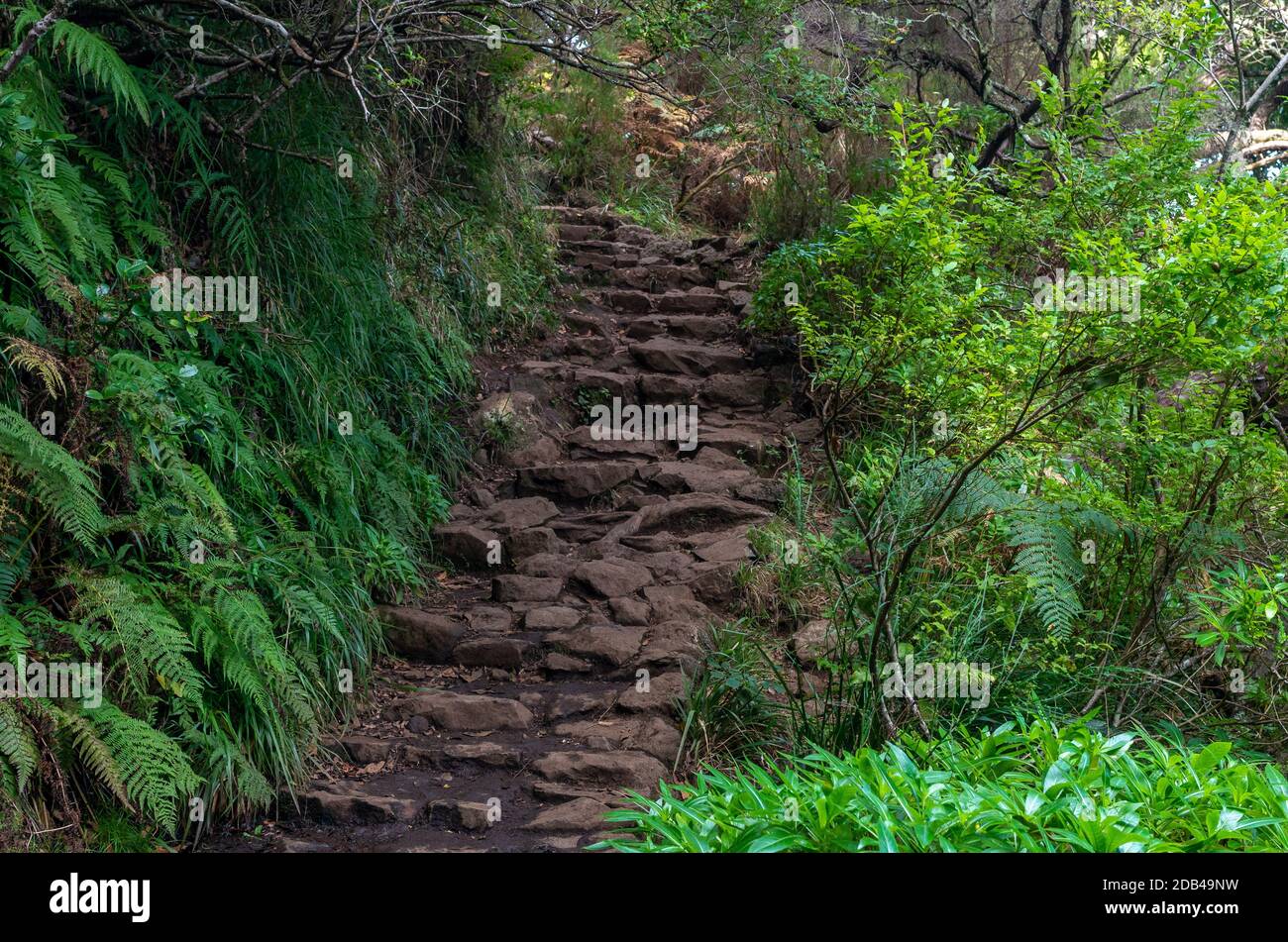 Hiking path in nature on the green island Madeira, during a hike on 25 ...