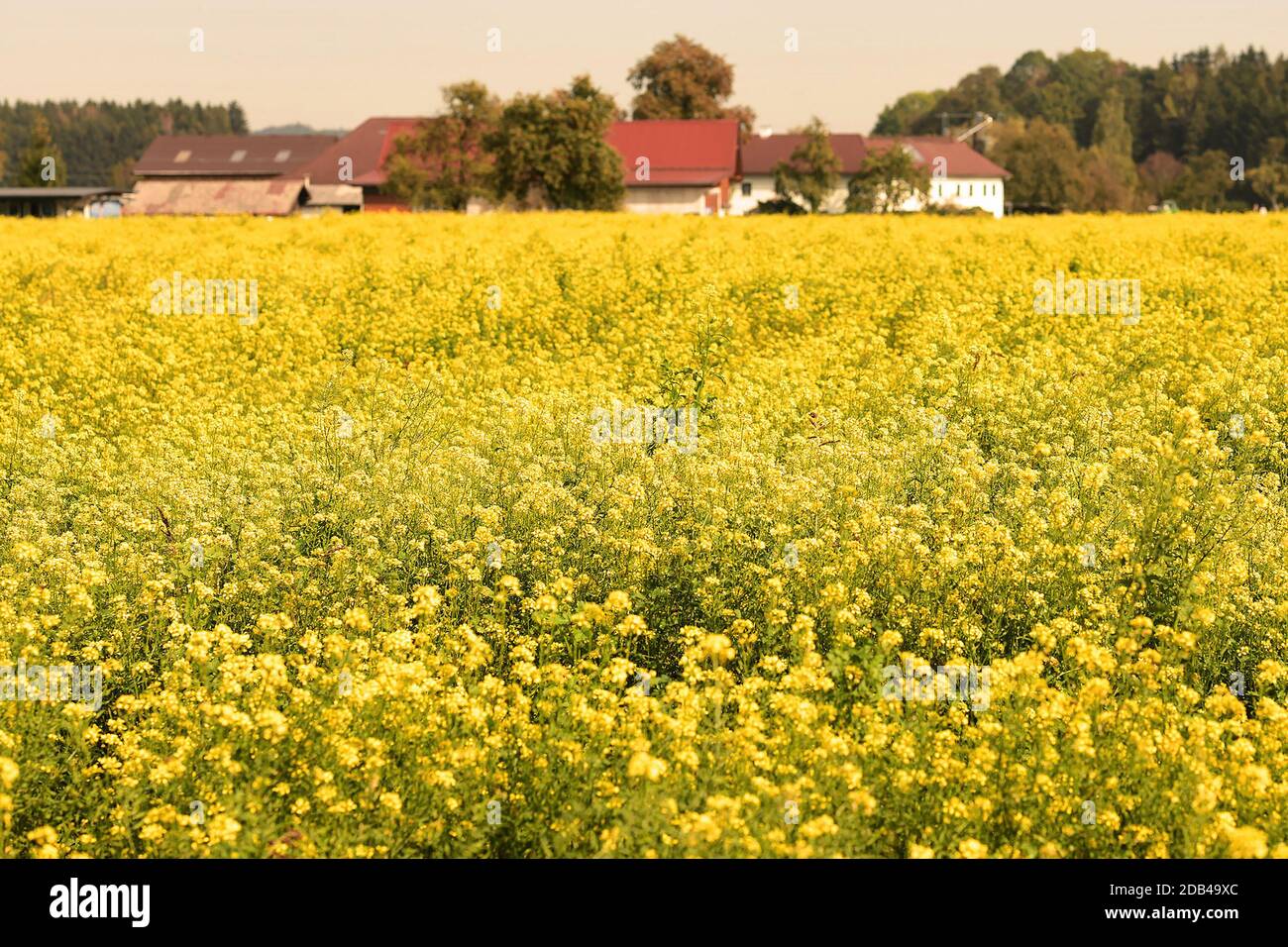 Senfpflanzen hi-res stock photography and images - Alamy