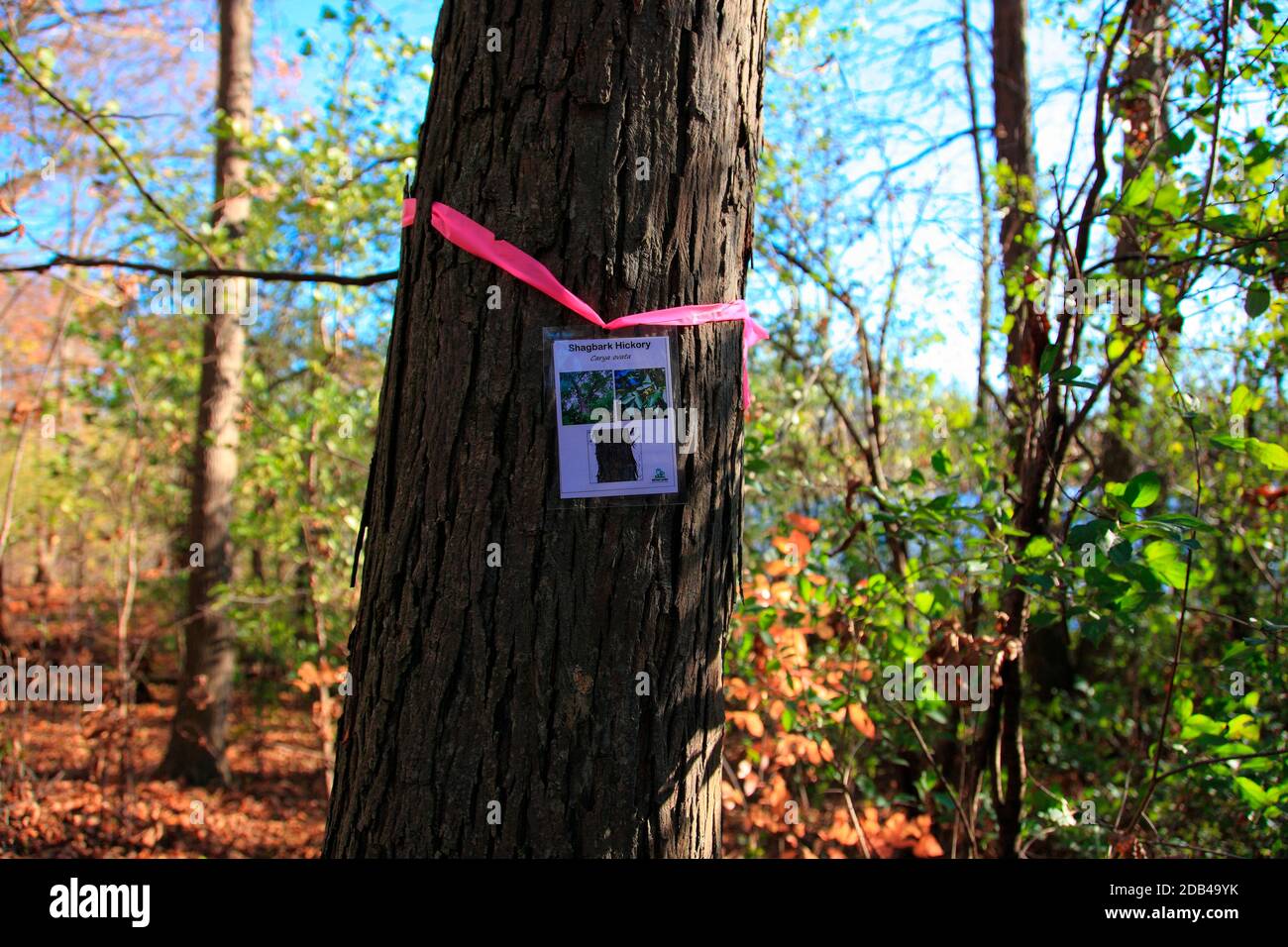 Textured shagbark hickory tree trunk hi-res stock photography and ...